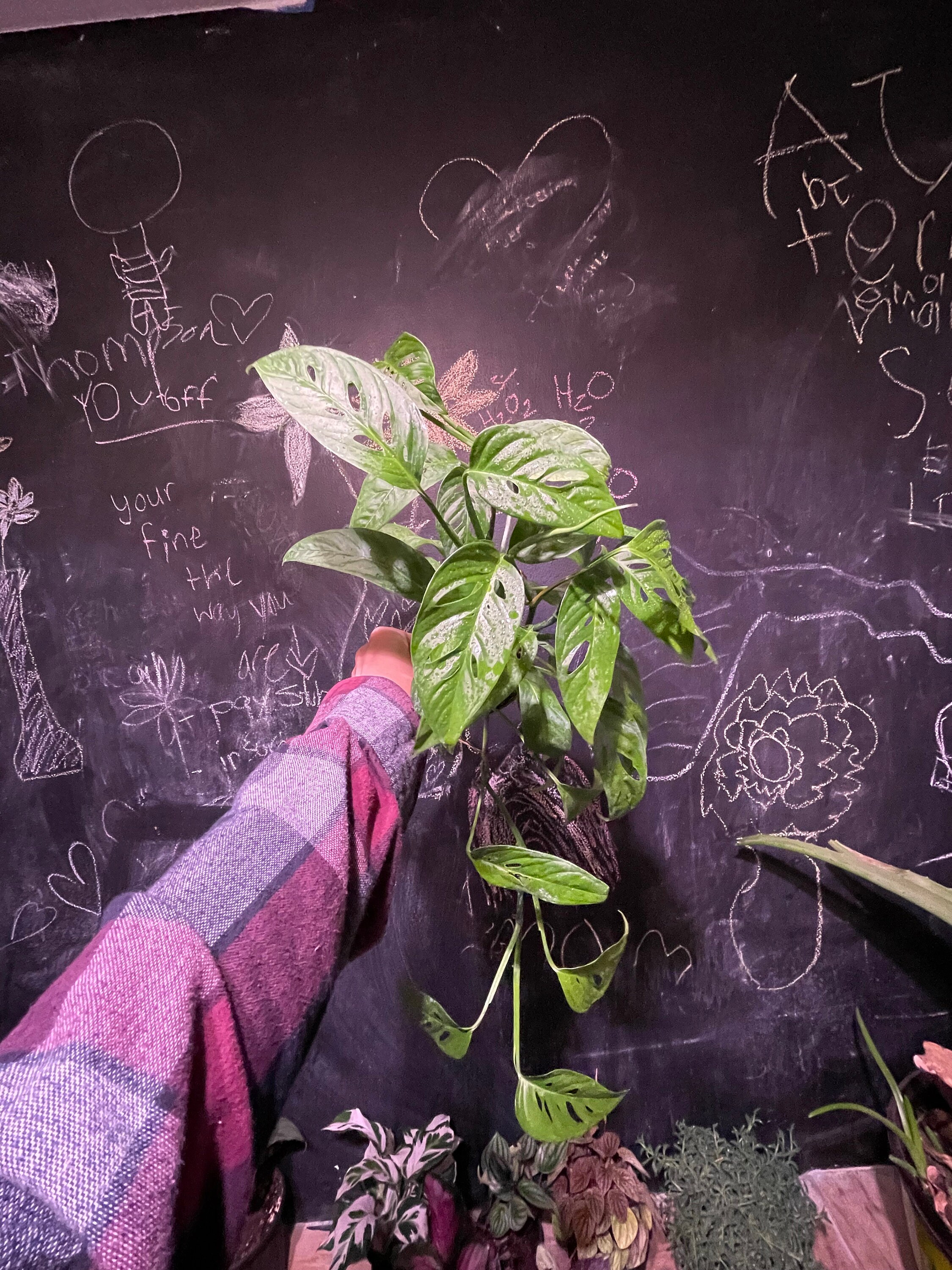 Monstera Adansonii Narrow-form - Etsy