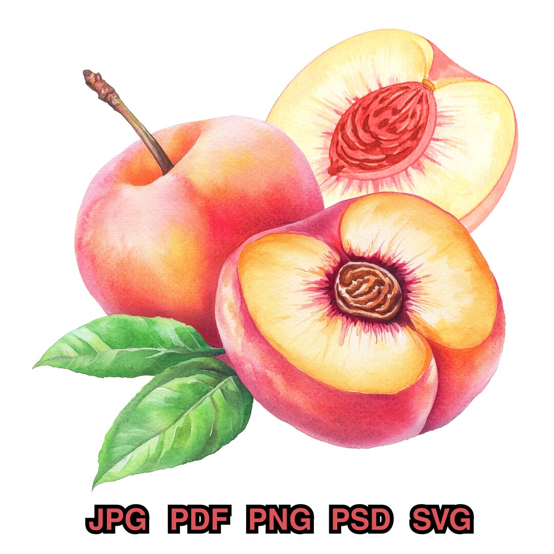 Watercolor Peach Clipart, Fruit Illustration (digital Download) - Etsy