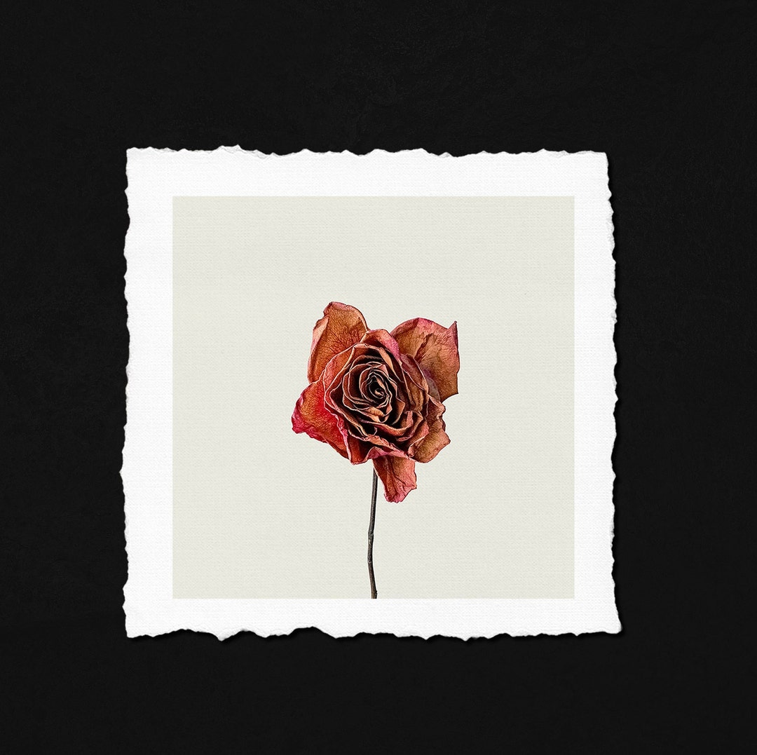 A BEAUTIFUL DEMISE 1179 Fine Art Photography Print, Dried Wilted Rose ...