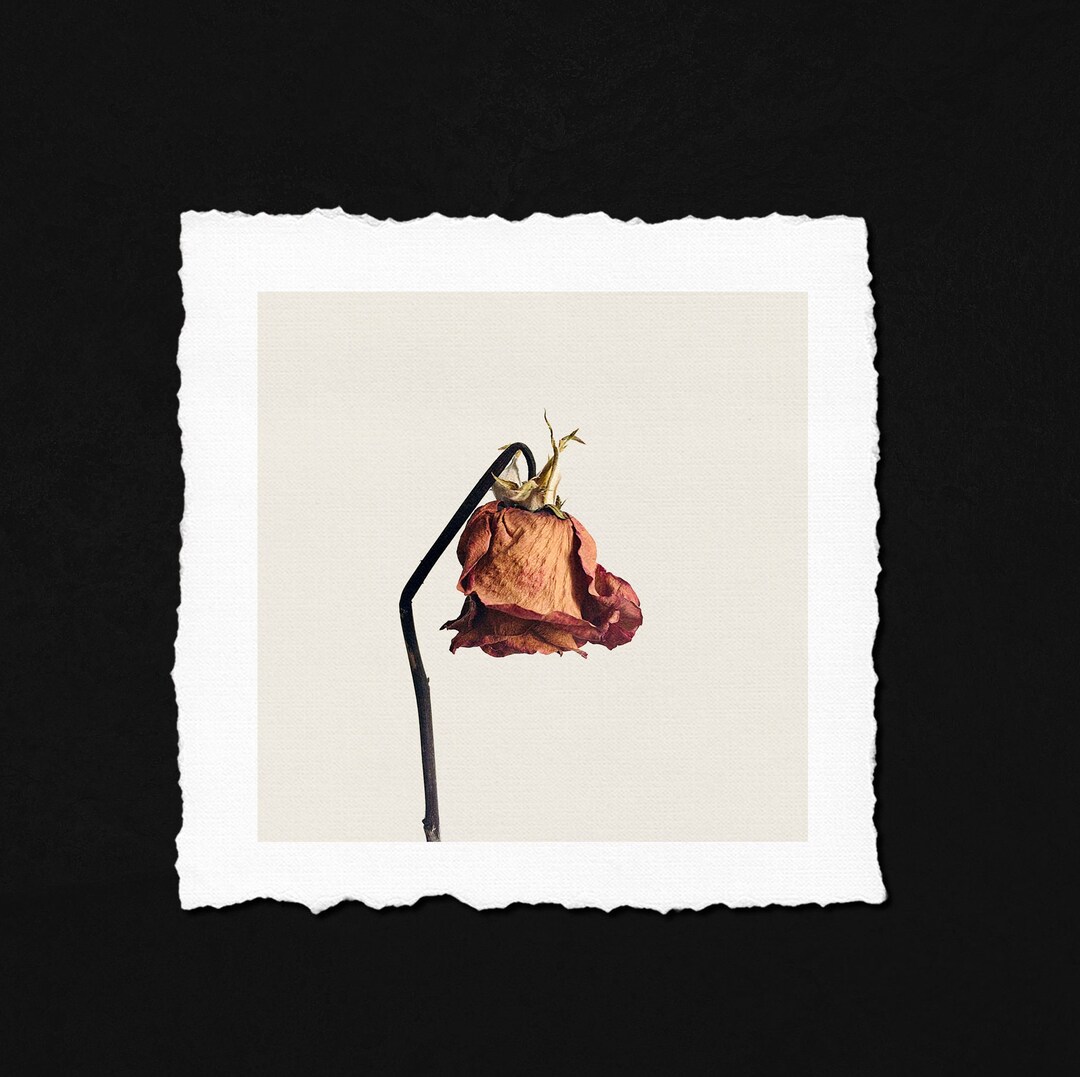 A BEAUTIFUL DEMISE 1518 Fine Art Photography Print, Dried Wilted Rose ...