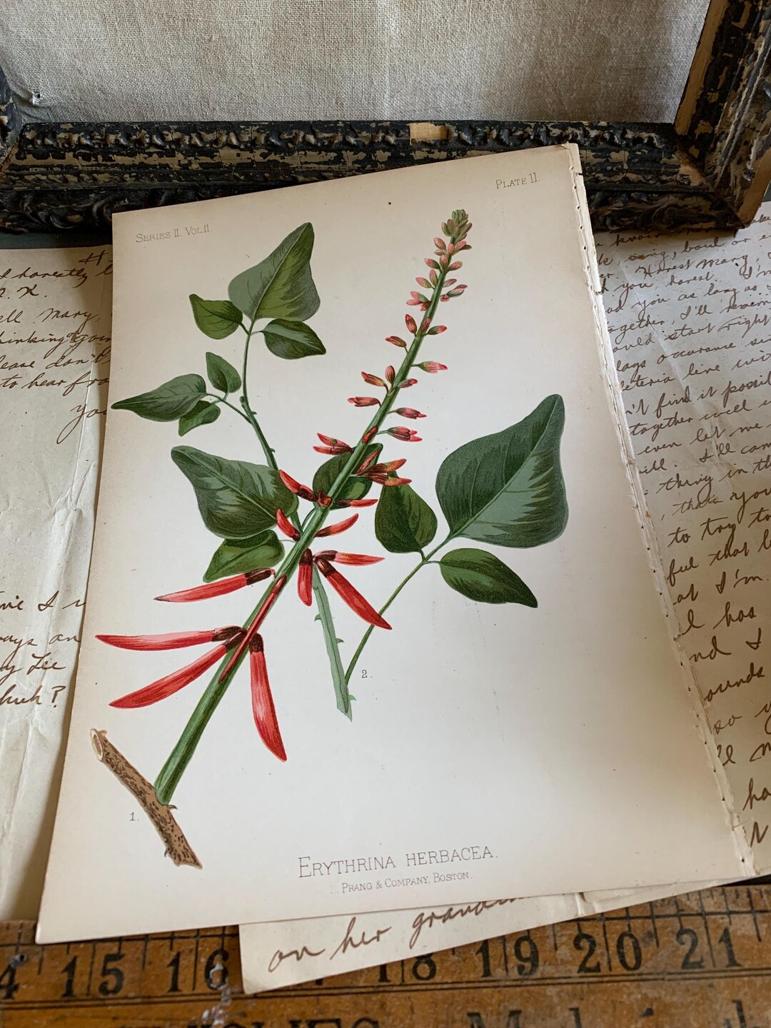 Pulled From the Native Flowers & Ferns 1880s Book Antique Colored ...