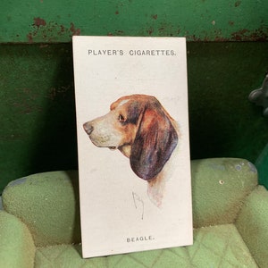 The Beagle Antique Dog 1929 Tobacco Trade Card - Etsy