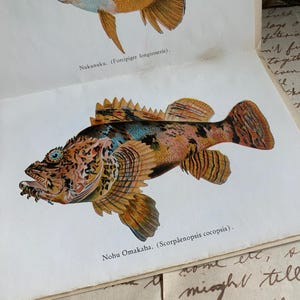 Oh What A Delight Vintage Fishes of Hawaii Ephemera Pack - Etsy