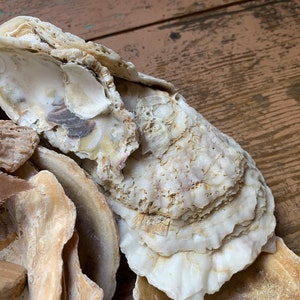 Her Collection of Old Oyster Shells is Perfect for Display - Etsy