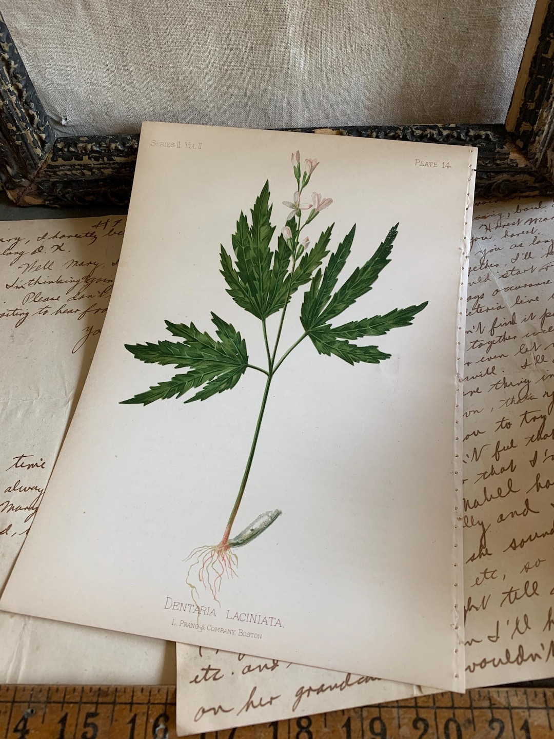Pulled From the Native Flowers & Ferns 1880s Book Antique Colored ...