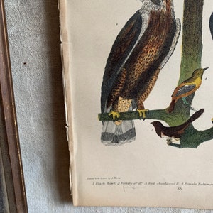 Pulled From an 1877 Antique Bird Book Antique Engraving - Etsy