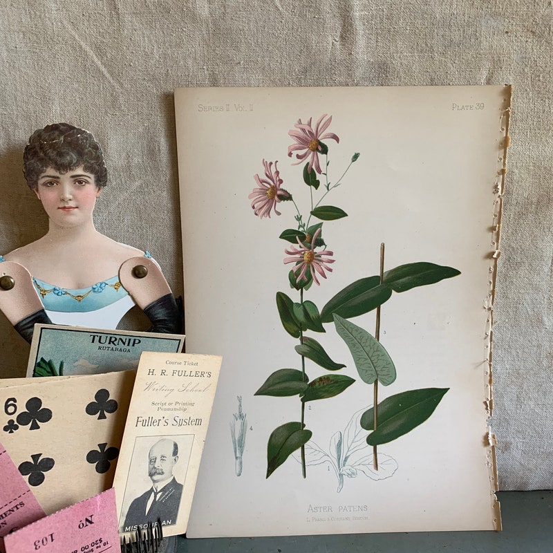 Botanical Book Plate - Etsy