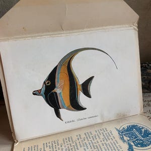 Oh What A Delight Vintage Fishes of Hawaii Ephemera Pack - Etsy