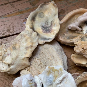 Her Collection of Old Oyster Shells is Perfect for Display - Etsy