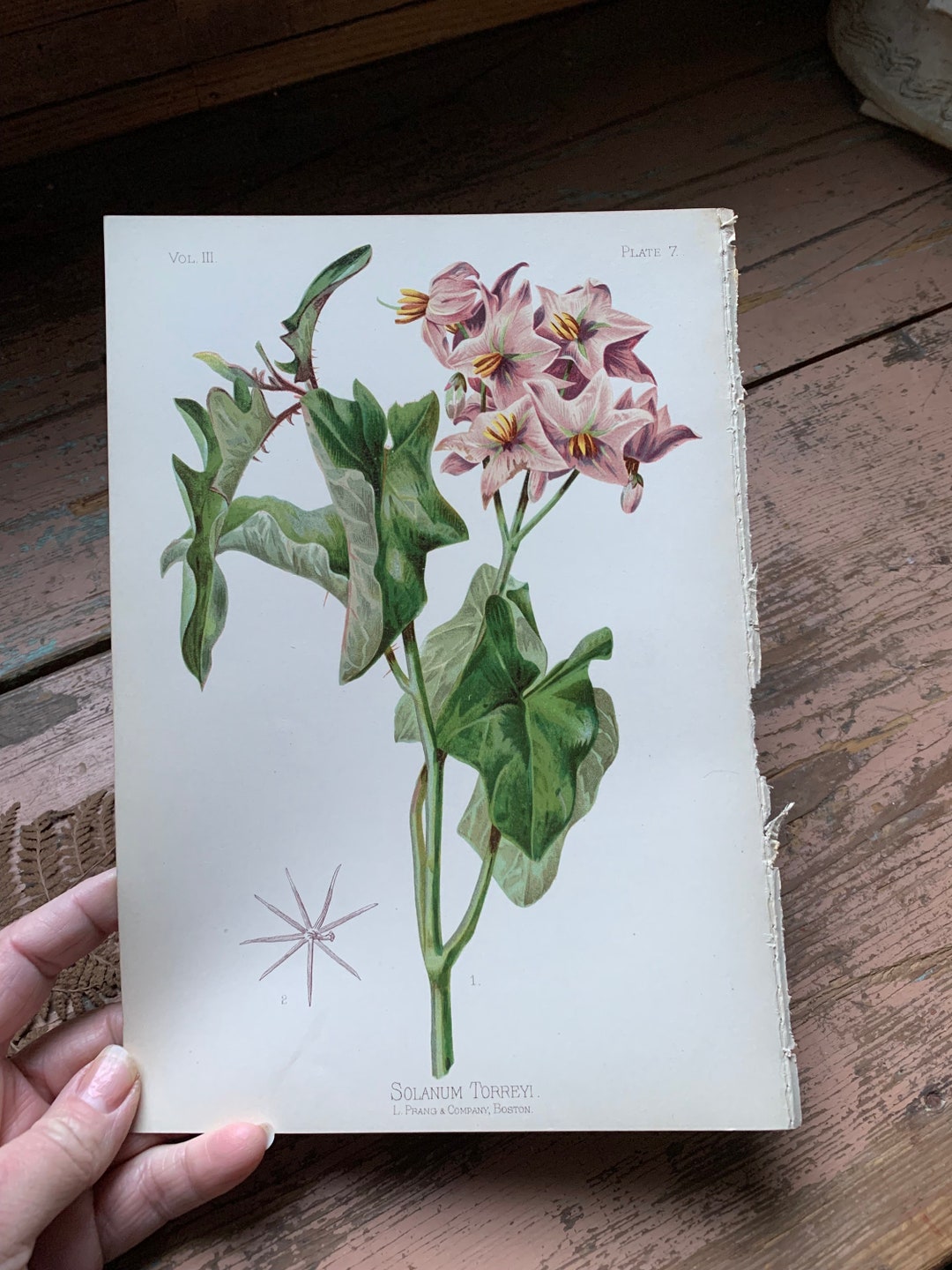 Pulled From the Native Flowers & Ferns 1880s Book Antique Colored ...