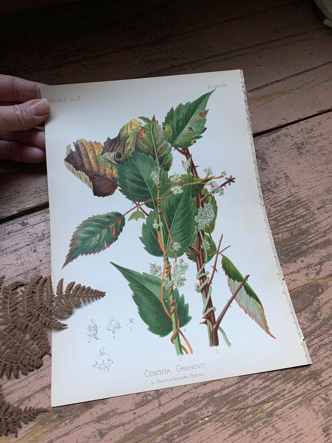 Pulled From the Native Flowers & Ferns 1880s Book Antique Colored ...