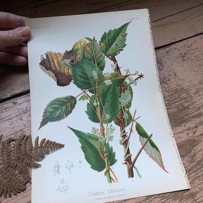 Botanical Fern Book Plate - Etsy