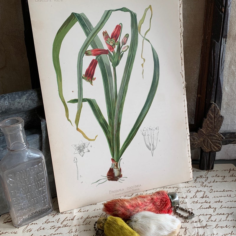 Botanical Book Plate - Etsy