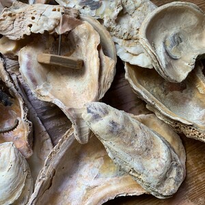 Her Collection of Old Oyster Shells is Perfect for Display - Etsy