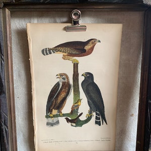Pulled From an 1877 Antique Bird Book Antique Engraving - Etsy