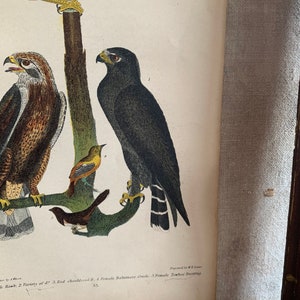 Pulled From an 1877 Antique Bird Book Antique Engraving - Etsy