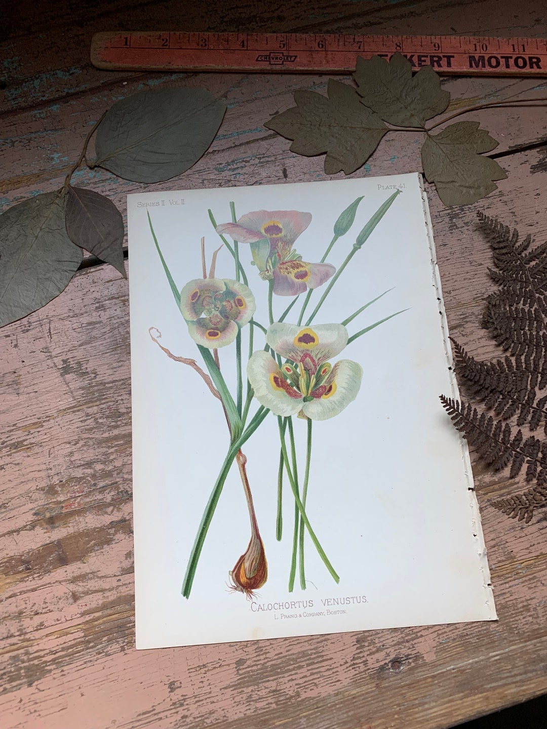 Pulled From the Native Flowers & Ferns 1880s Book Antique Colored ...