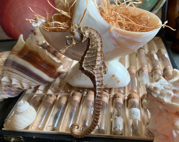 Vintage Real Dried Seahorse Hes A Stellar Specimen - Etsy