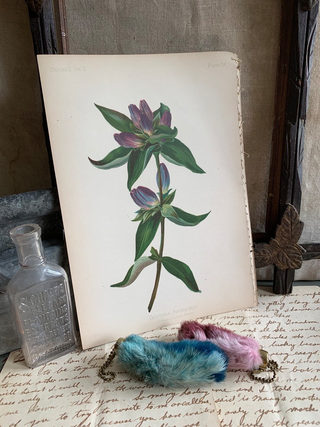 Pulled From the Native Flowers & Ferns 1880s Book Antique Colored ...