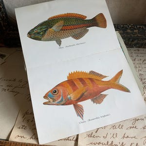 Oh What A Delight Vintage Fishes of Hawaii Ephemera Pack - Etsy