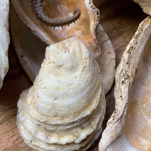 Her Collection of Old Oyster Shells is Perfect for Display - Etsy