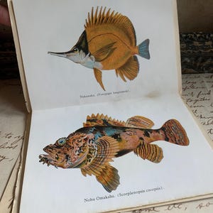 Oh What A Delight Vintage Fishes of Hawaii Ephemera Pack - Etsy