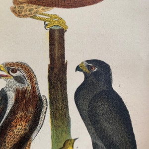 Pulled From an 1877 Antique Bird Book Antique Engraving - Etsy
