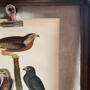 Pulled From an 1877 Antique Bird Book Antique Engraving - Etsy