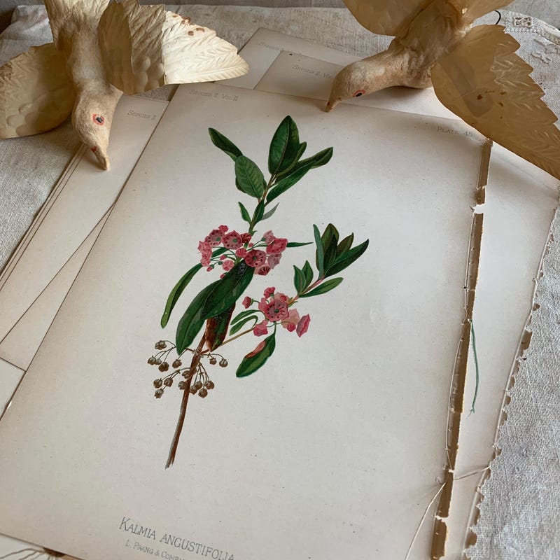 Botanical Book Plate - Etsy