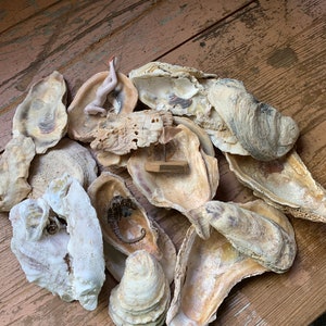 Her Collection of Old Oyster Shells is Perfect for Display - Etsy