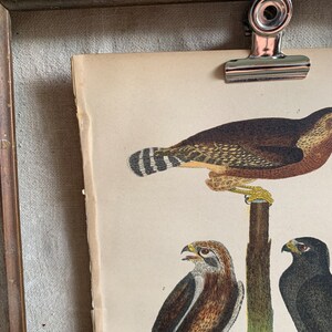 Pulled From an 1877 Antique Bird Book Antique Engraving - Etsy