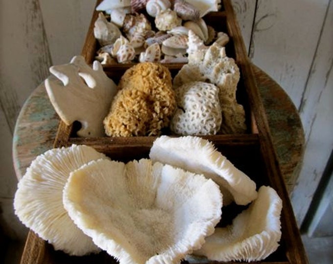 The Most Beautiful Sea Shells in Just A Plain Old Vintage Wood Box ...