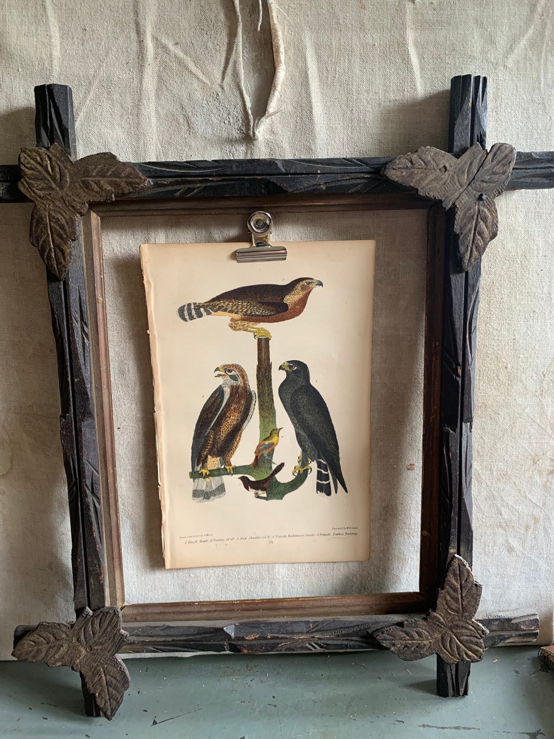 Pulled From an 1877 Antique Bird Book Antique Engraving - Etsy