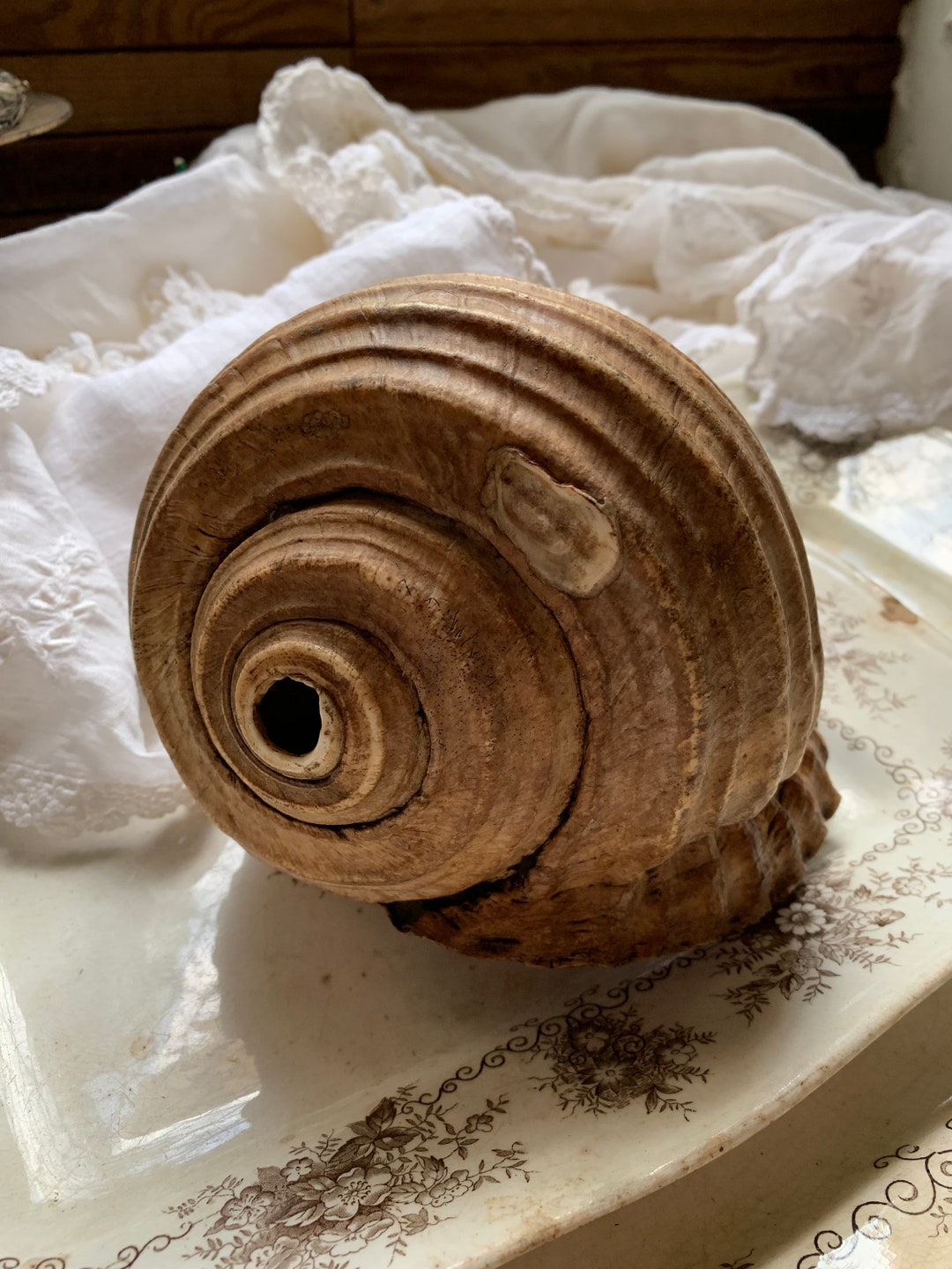 Its Truly the Oldest and Most Beautiful Seashell Specimen I Have Ever ...