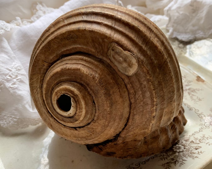 Its Truly the Oldest and Most Beautiful Seashell Specimen I Have Ever ...