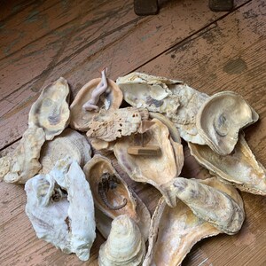 Her Collection of Old Oyster Shells is Perfect for Display - Etsy
