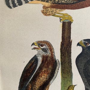 Pulled From an 1877 Antique Bird Book Antique Engraving - Etsy