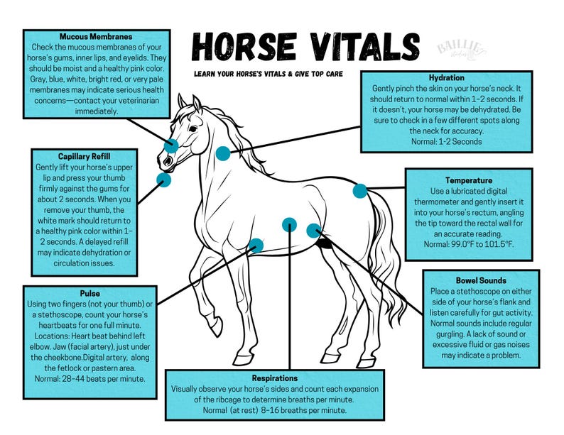 Barn Horse Vitals Chart: Equine Health Tracker (printable Download) - Etsy
