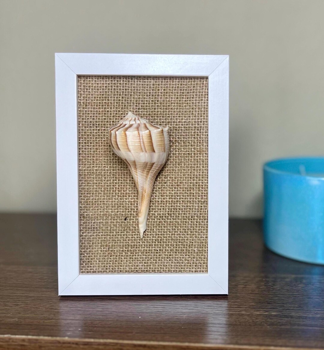 Conch Shell Frame – Handmade Coastal Wall Décor 4x6 - Etsy
