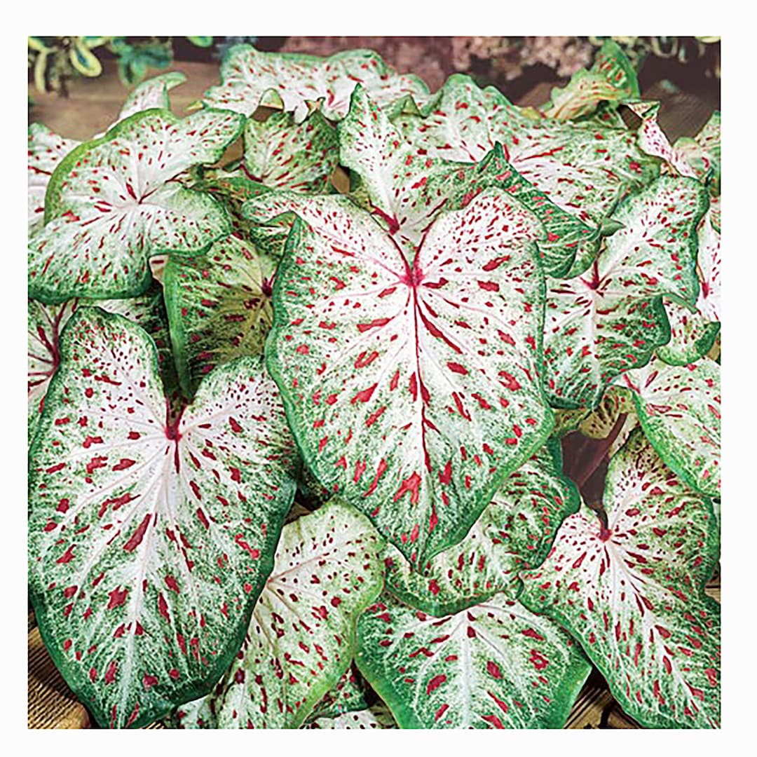 Gingerland Caladium - Dwarf Bare Root - Etsy