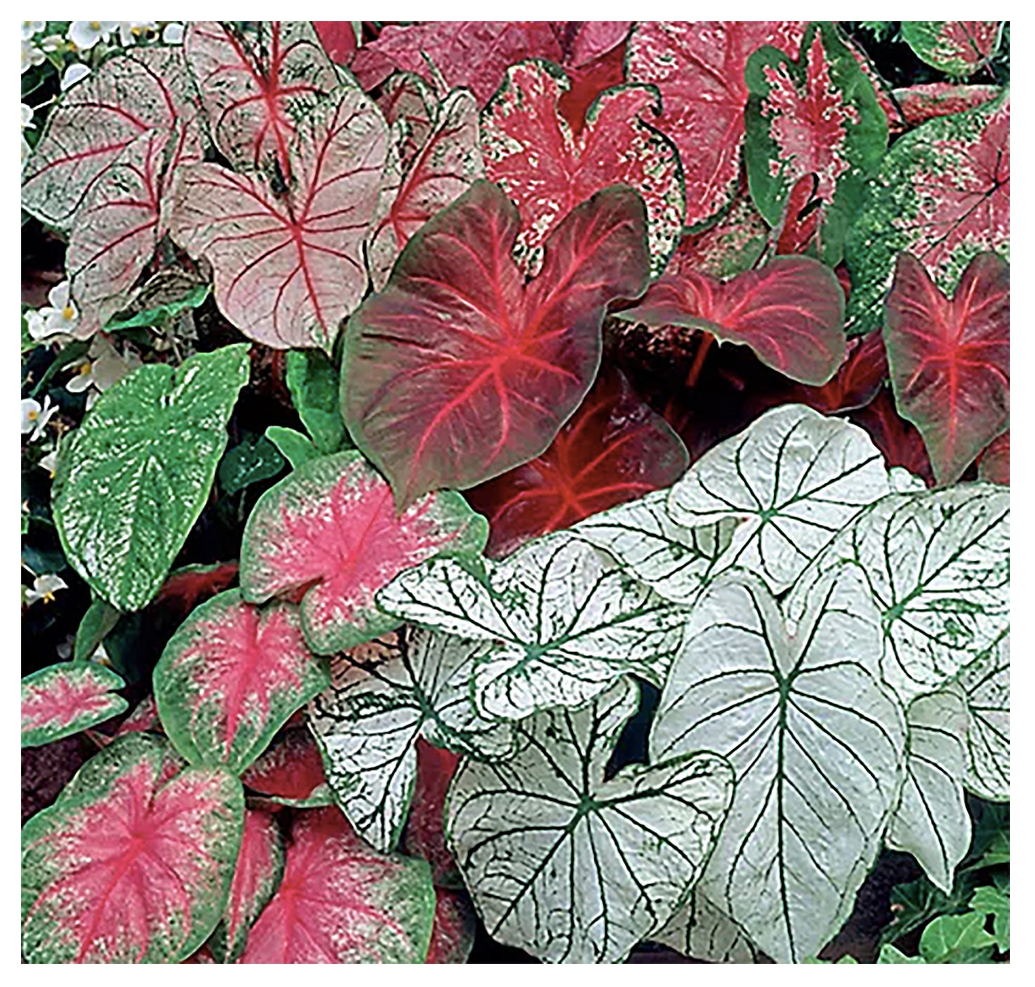 5 Caladium Bulbs of Mixed Colors - Large Size #1 Bulbs - Etsy