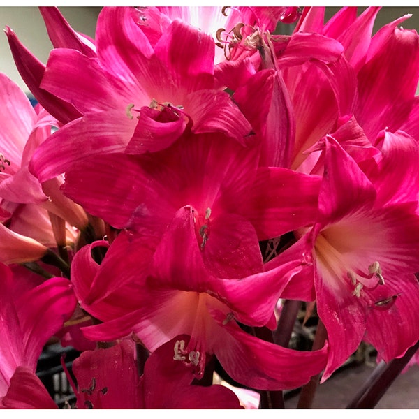 Pink Lady Bulbs - Etsy