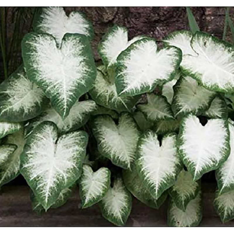 Caladium Bulbs - Etsy