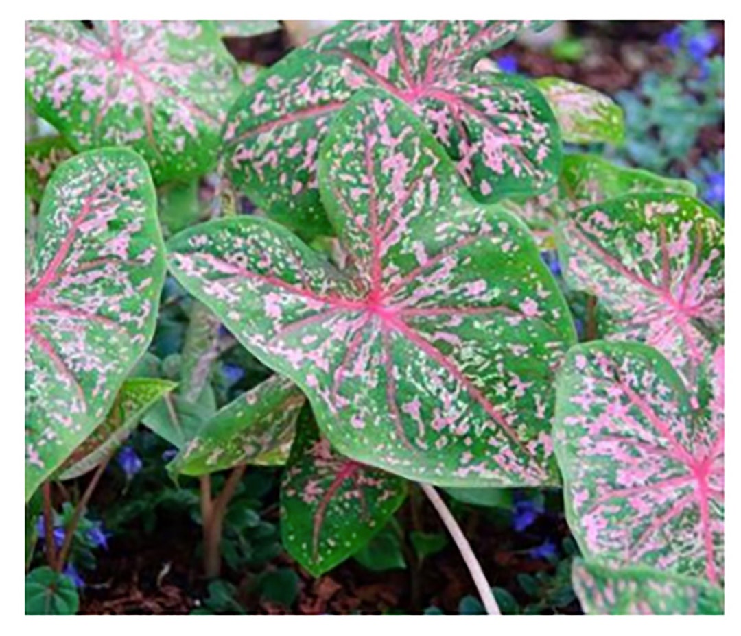 Pink Beauty Caladium Bulb - One Large - Etsy
