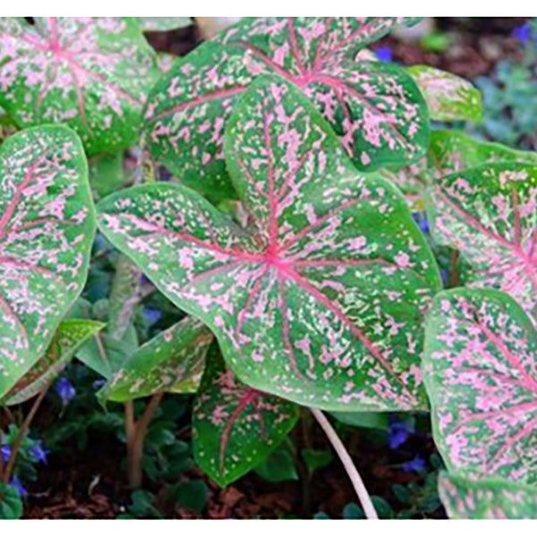 Caladium - Etsy