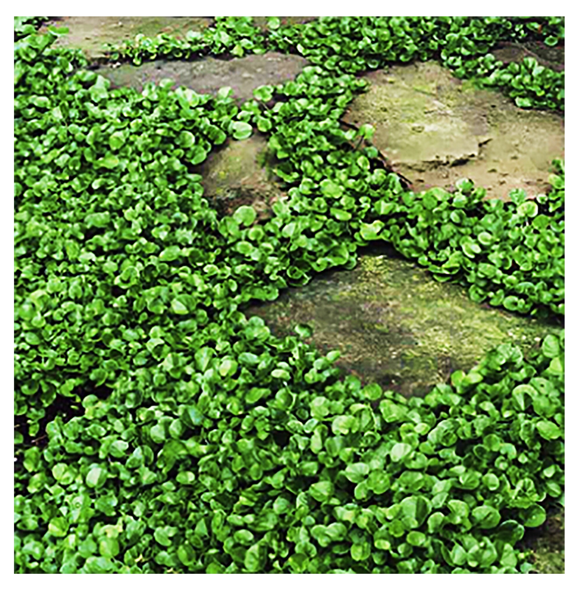 1/4 Pound of Dichrondra Lawn Seeds - Great Between Stepping Stones as ...