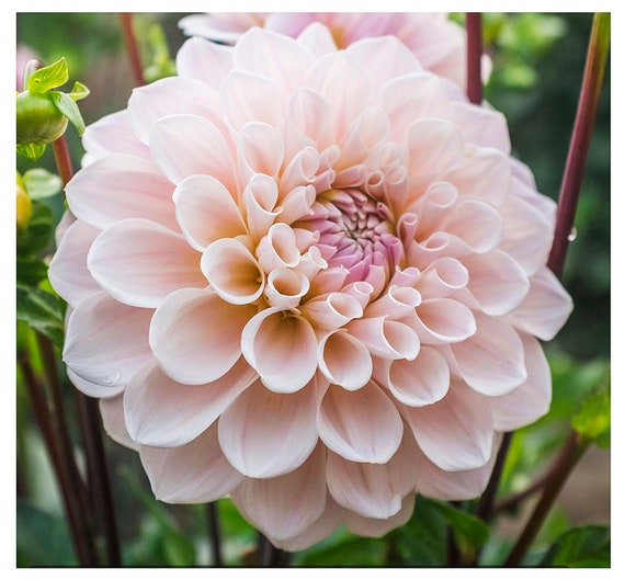 Dahlia Plant Root