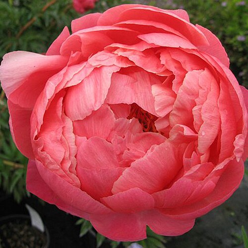 Coral Charm Peony - Coral Semi-double Peony - Bare Root Plant - Etsy