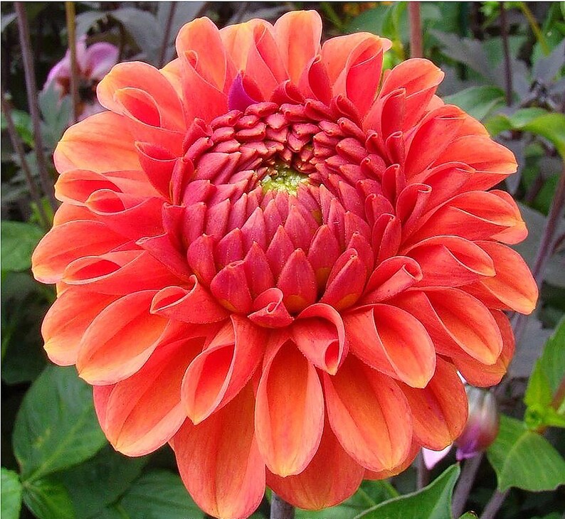Zundert Mystery Fox Dahlia Bareroot Etsy