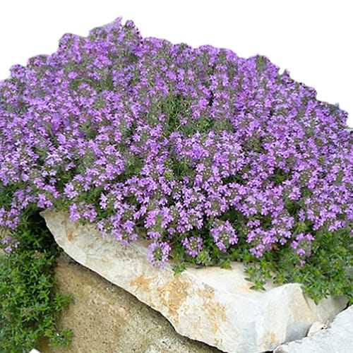 Creeping Daisy Seeds Good Ground Cover | Etsy